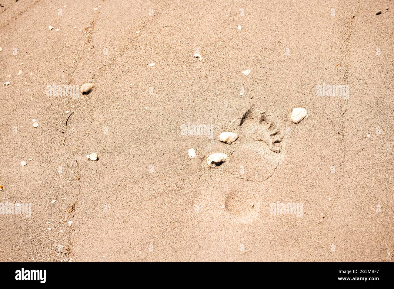 Above view looking down on seashells sea shells on sand in Sanibel ...
