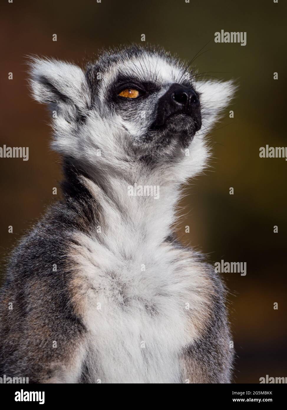 Ring-tailed lemur monkey looking around Stock Photo - Alamy