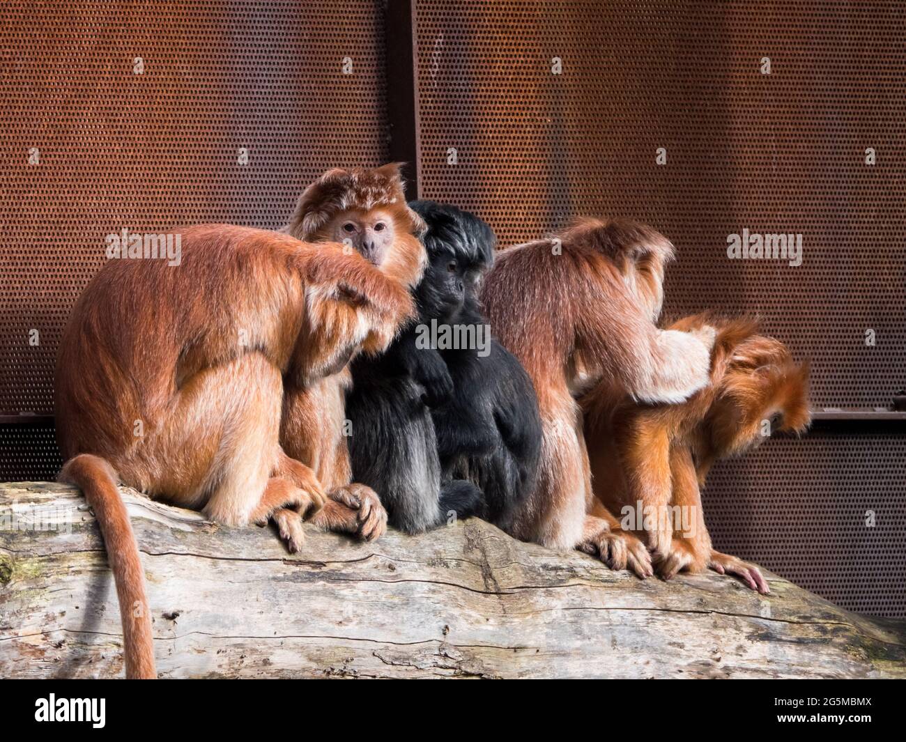 Group of east Javan langur, a monkey from the Colobinae subfamily Stock ...