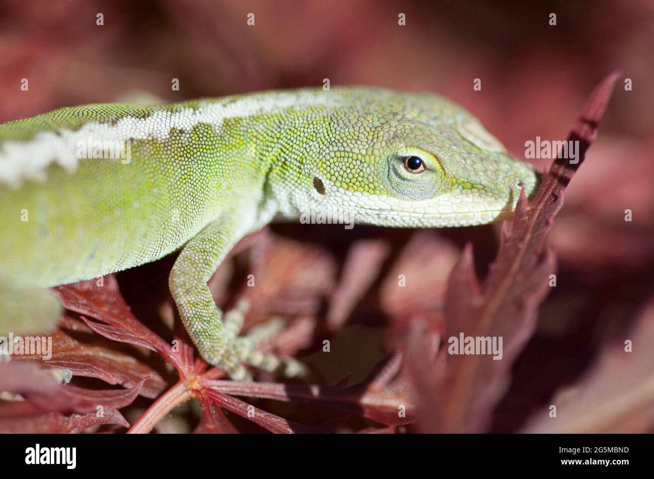 Japanese Lizard High Resolution Stock Photography and Images - Alamy