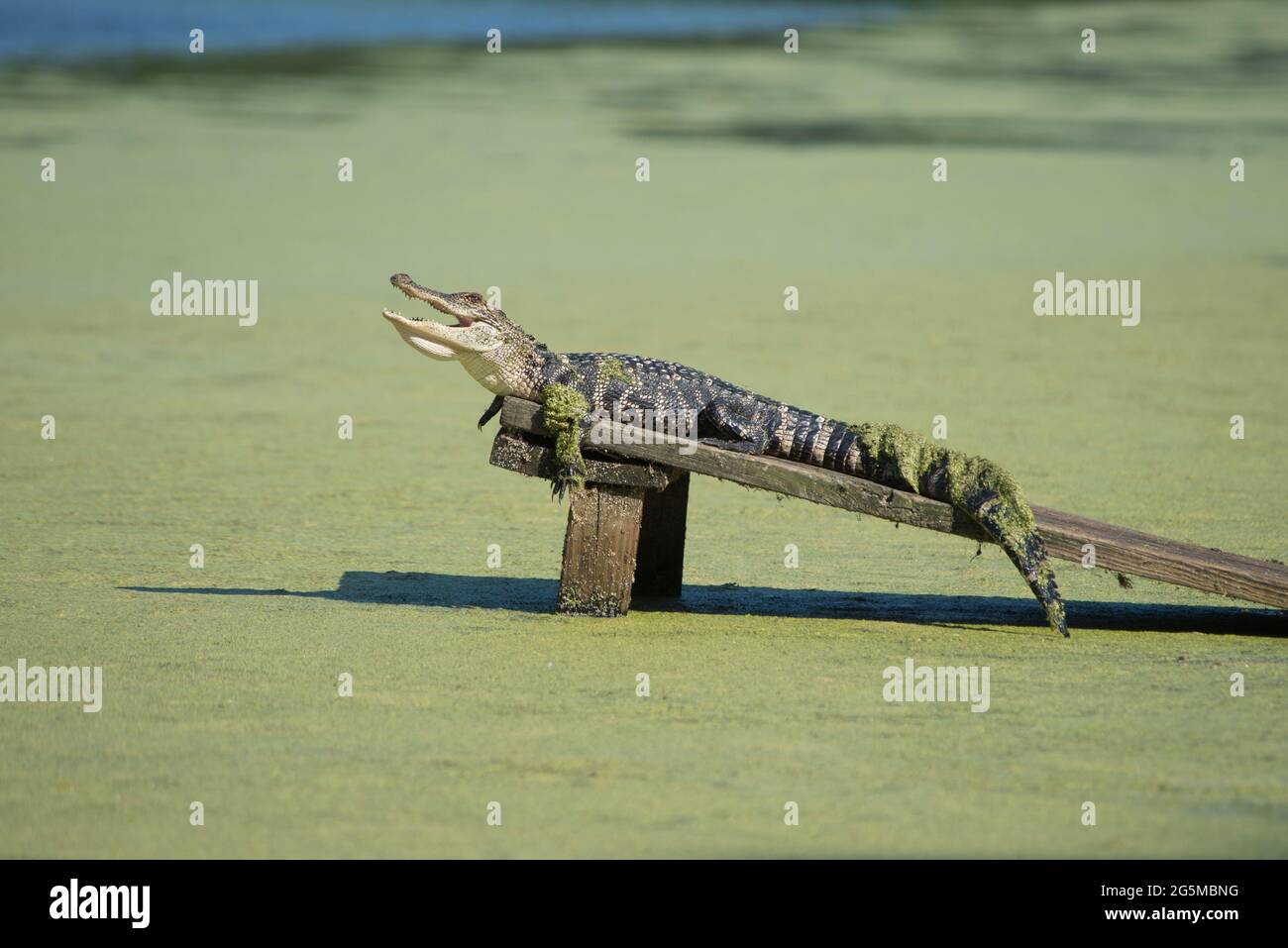 Juvenile alligator enjoying some sun Stock Photo - Alamy