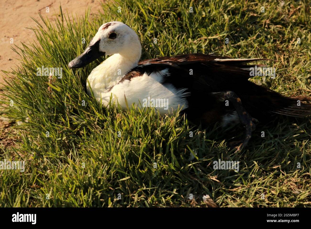goose sitting in grass Stock Photo - Alamy