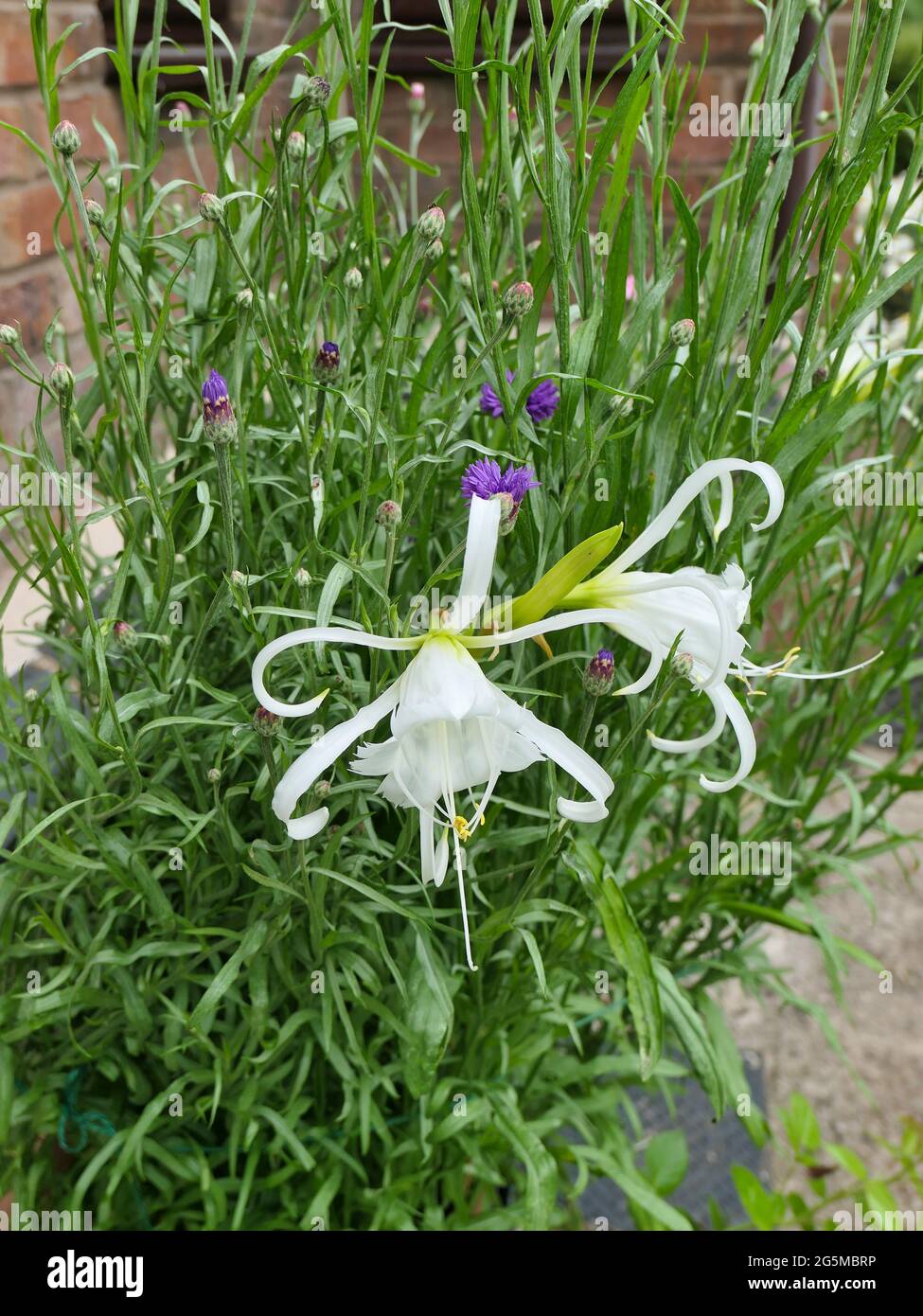 Festalis hi-res stock photography and images - Alamy