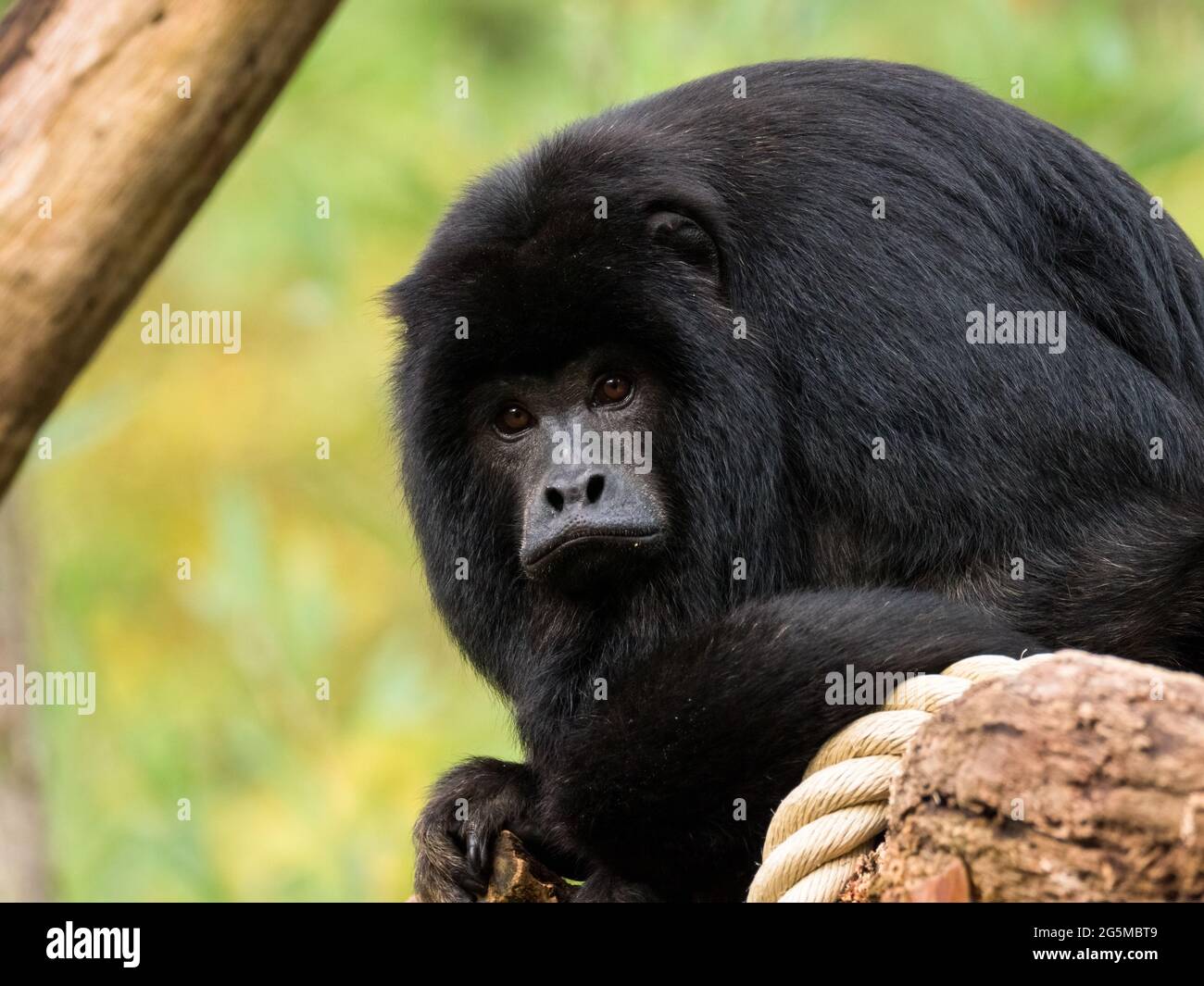 Howler monkey staring in the distance Stock Photo - Alamy
