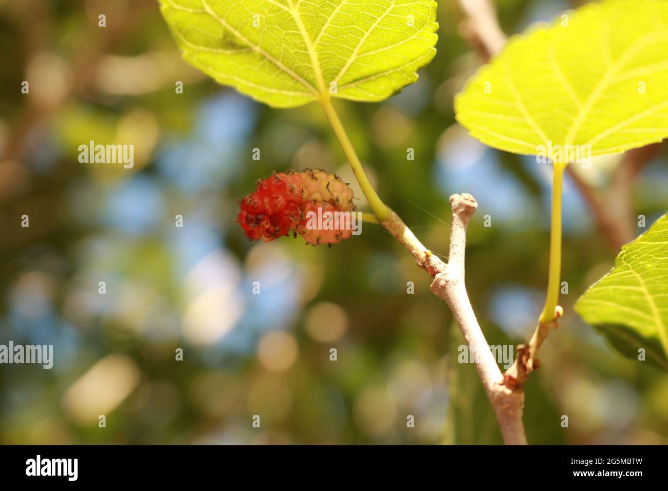 Berry tree hi-res stock photography and images - Alamy