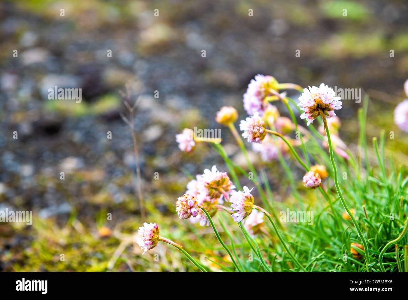 Marsh daisy hi-res stock photography and images - Alamy