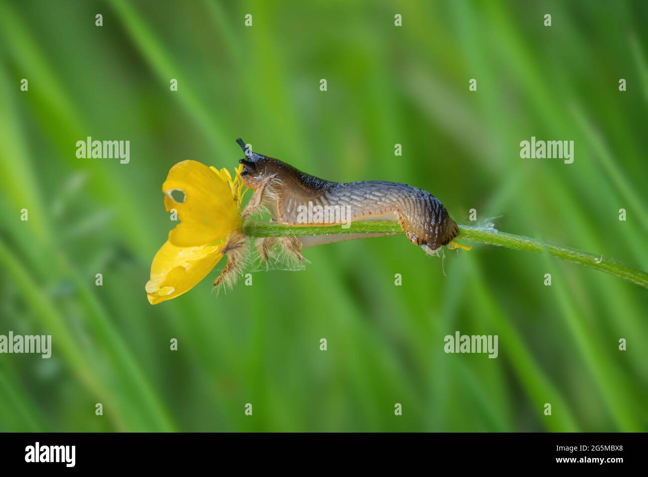Slug eating buttercup. Arion ater agg Stock Photo - Alamy