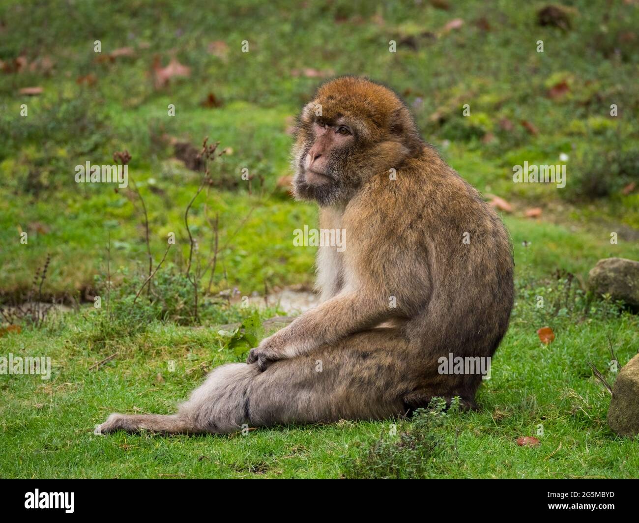 Barbary monkey hi-res stock photography and images - Alamy