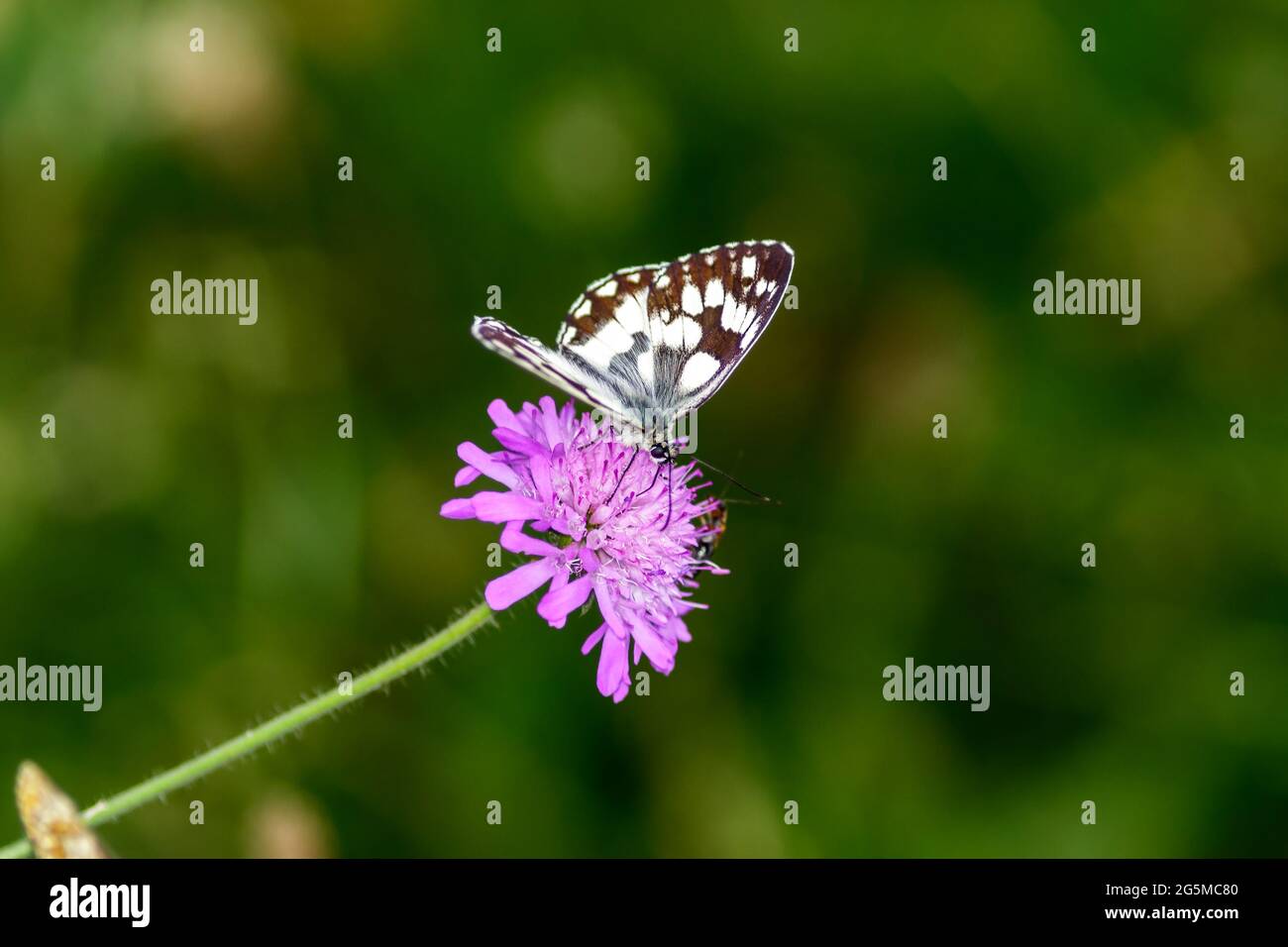 Common tiger blue butterfly hi-res stock photography and images - Alamy