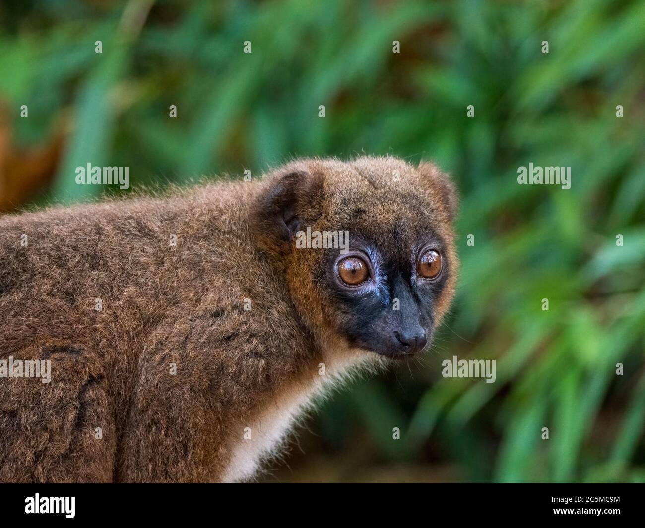 Red Ruffed Lemur monkey staring Stock Photo - Alamy
