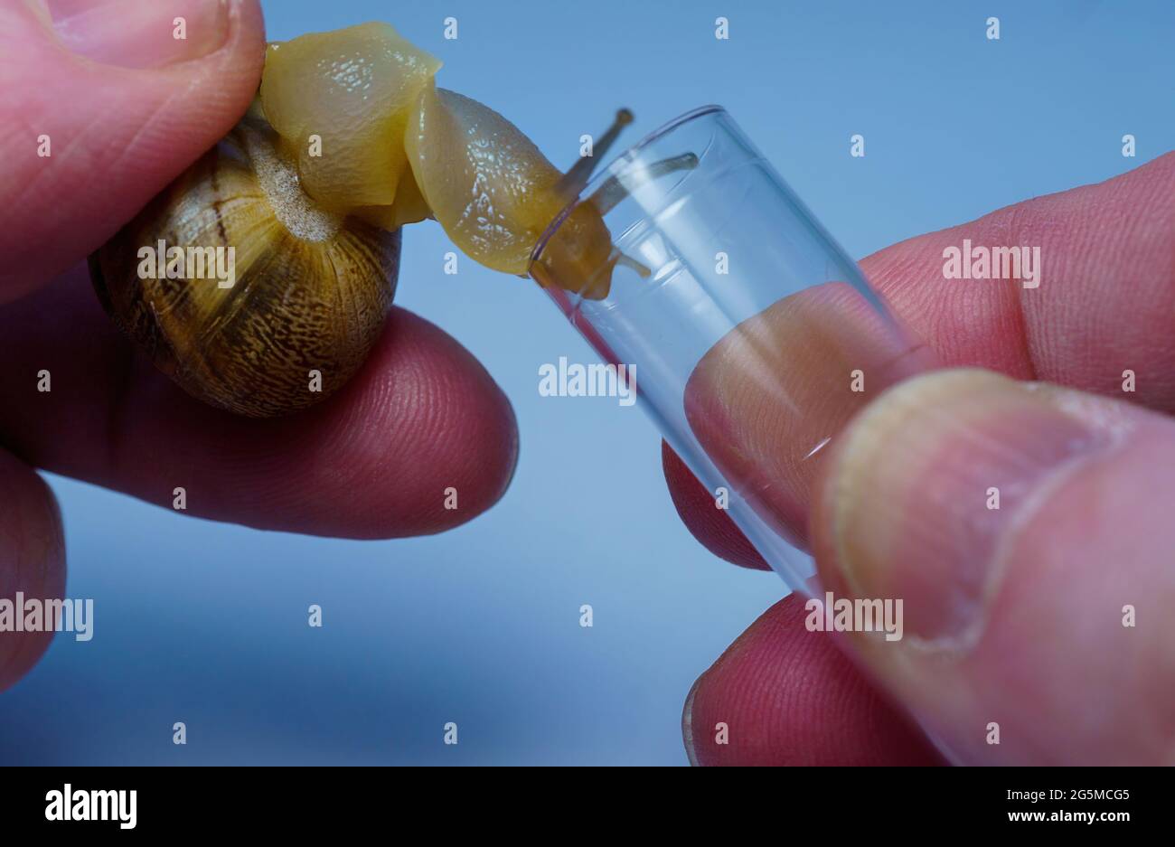 Study of snails hi-res stock photography and images - Alamy