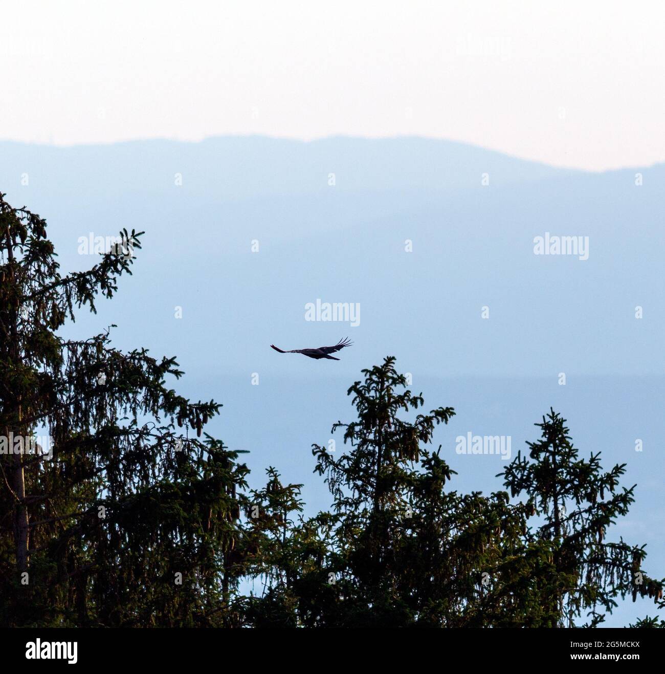 A crow flying Stock Photo - Alamy