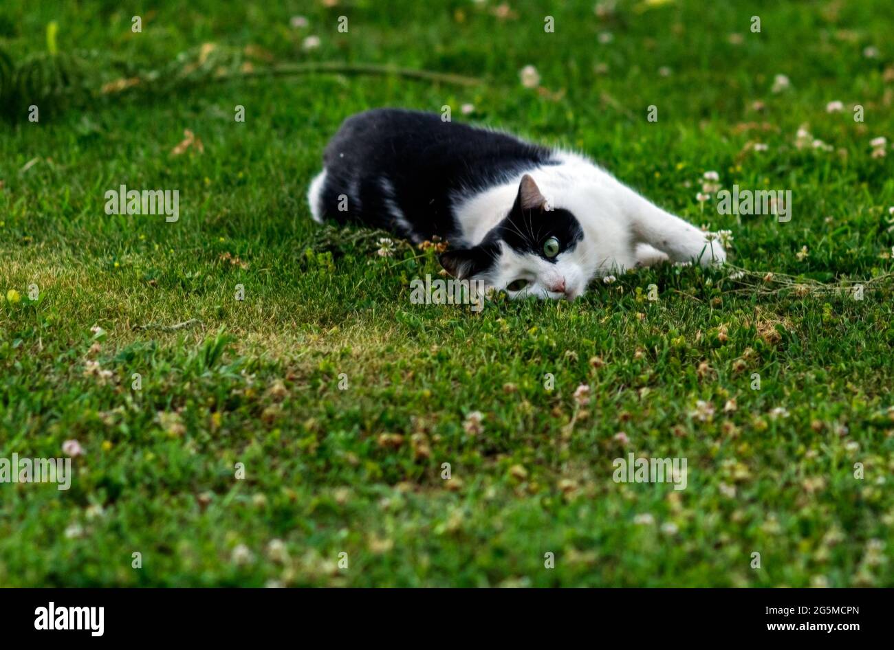 A Lying Cat Stock Photo - Alamy