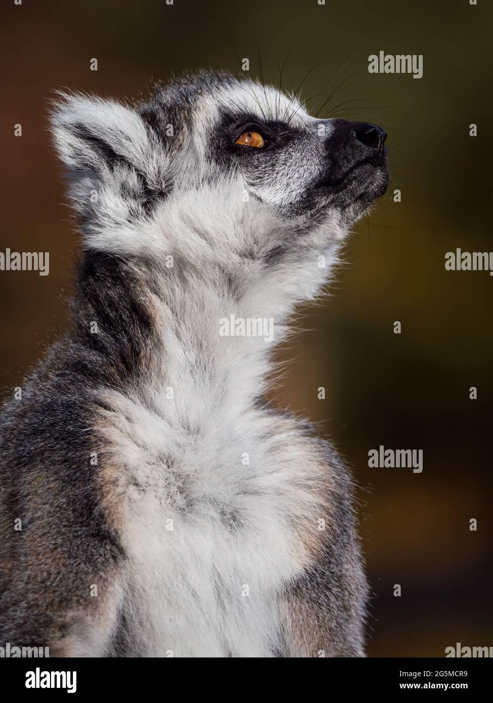 Madagascar wildlife monkey ring hi-res stock photography and images - Alamy