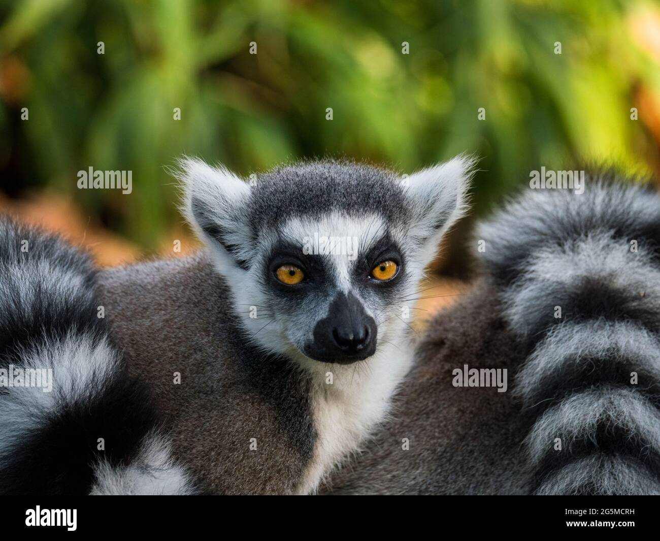 Ring-tailed lemur monkey looking around Stock Photo - Alamy