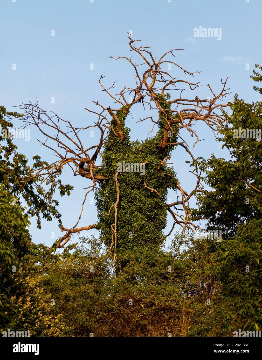 A close up of a tree Stock Photo - Alamy
