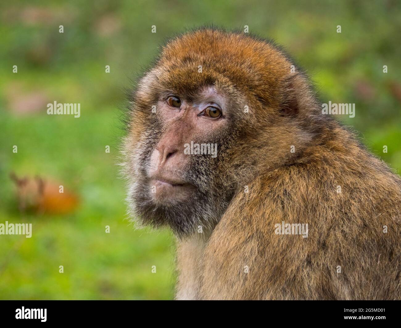 Barbary monkey hi-res stock photography and images - Alamy
