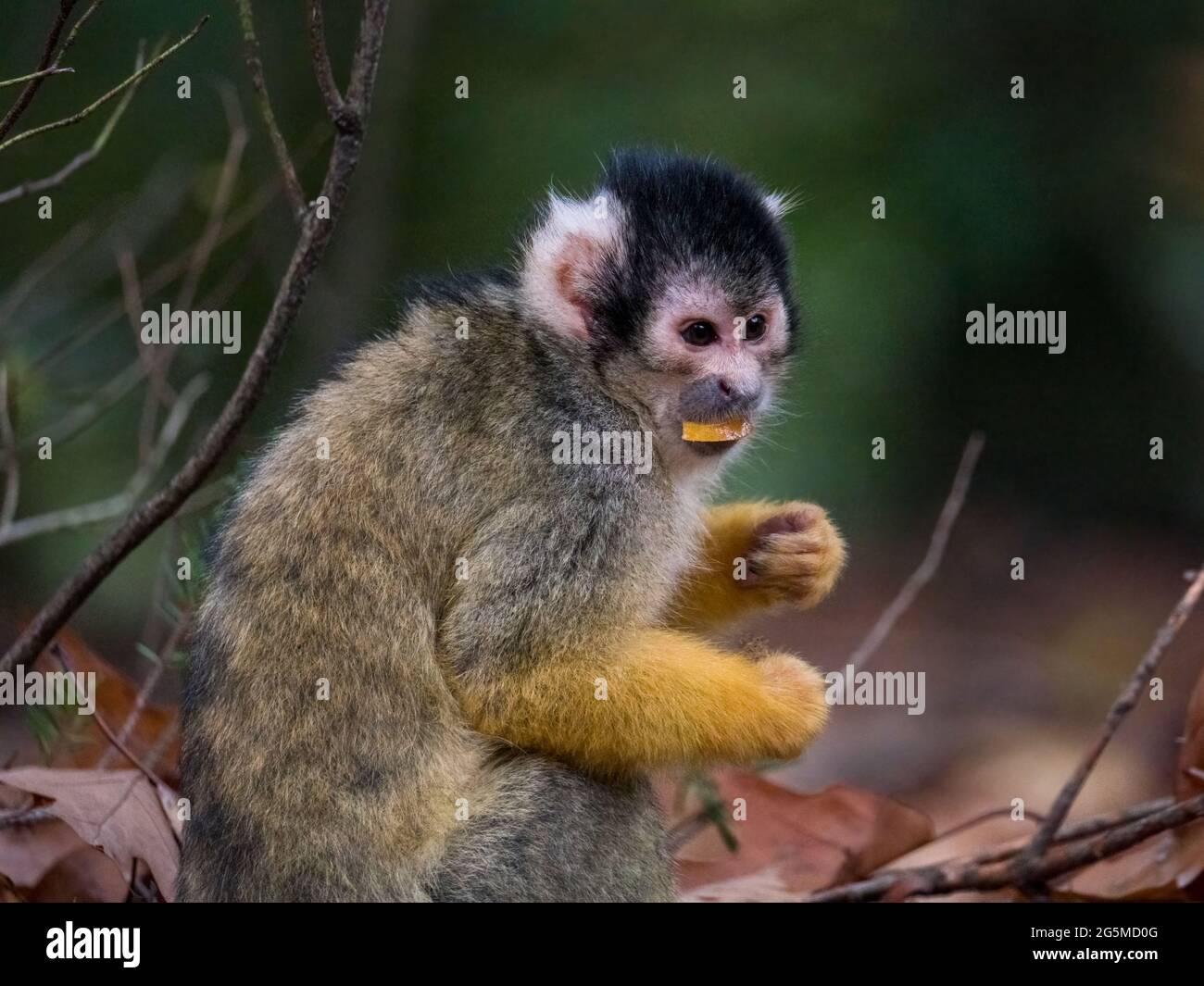 Saimiri squirrel monkey close hi-res stock photography and images - Alamy
