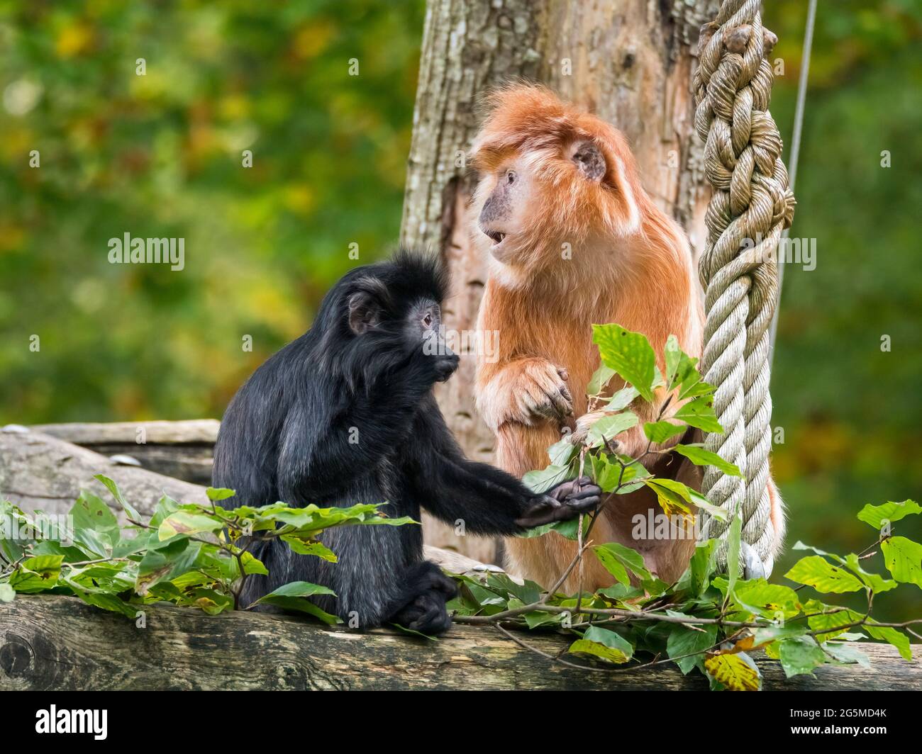 Two east Javan langur, a monkey from the Colobinae subfamily Stock ...