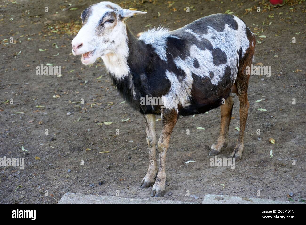 Google Spotted Goat