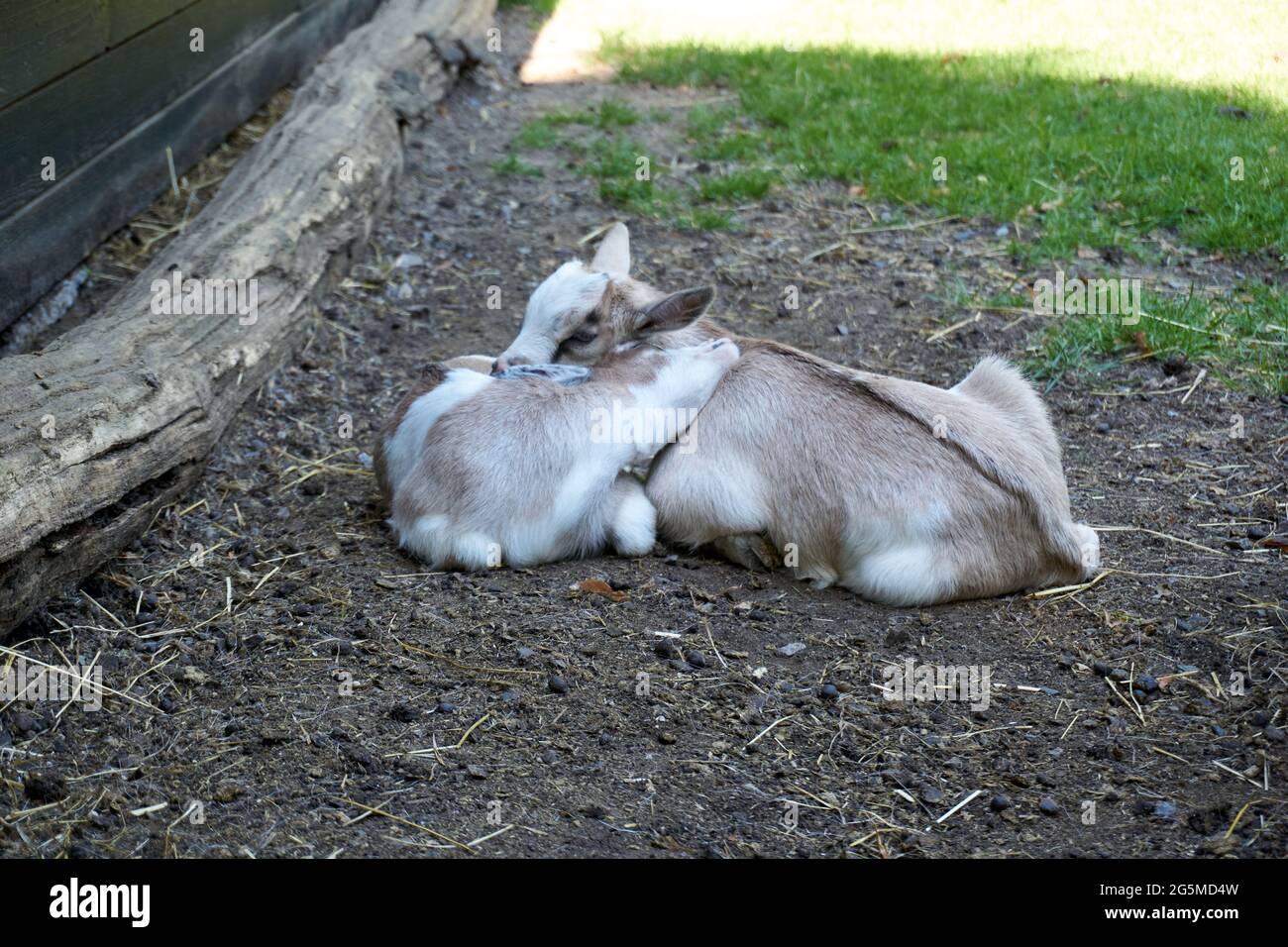 Adorable scene of hugging goatlings on the ground on the farm Stock ...