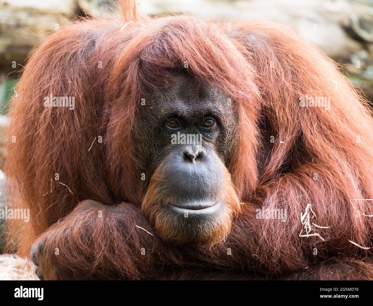Adult orangutan hi-res stock photography and images - Alamy