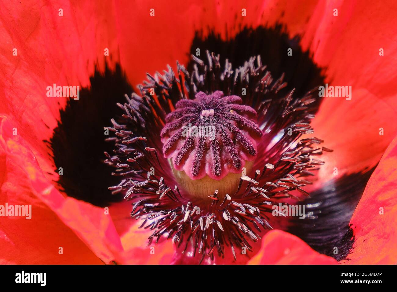 Garden poppy flowers sunlight sun hi-res stock photography and images ...