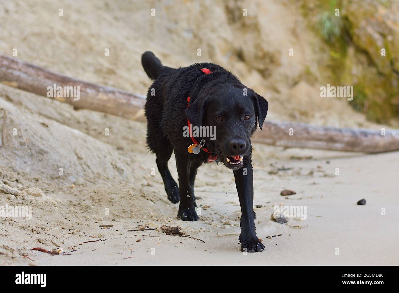 Black lab walking through the sand on the beach Stock Photo - Alamy