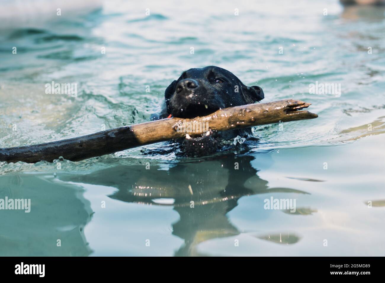 Labrador carrying stick hi-res stock photography and images - Alamy