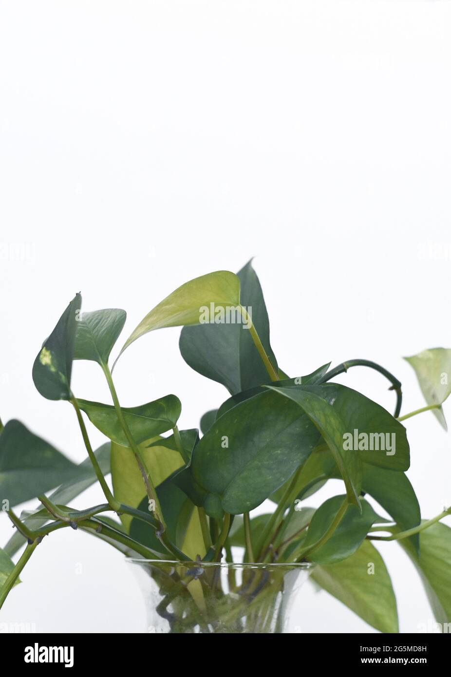 A leafy Golden Pathos plant in front of a white backdrop Stock Photo ...