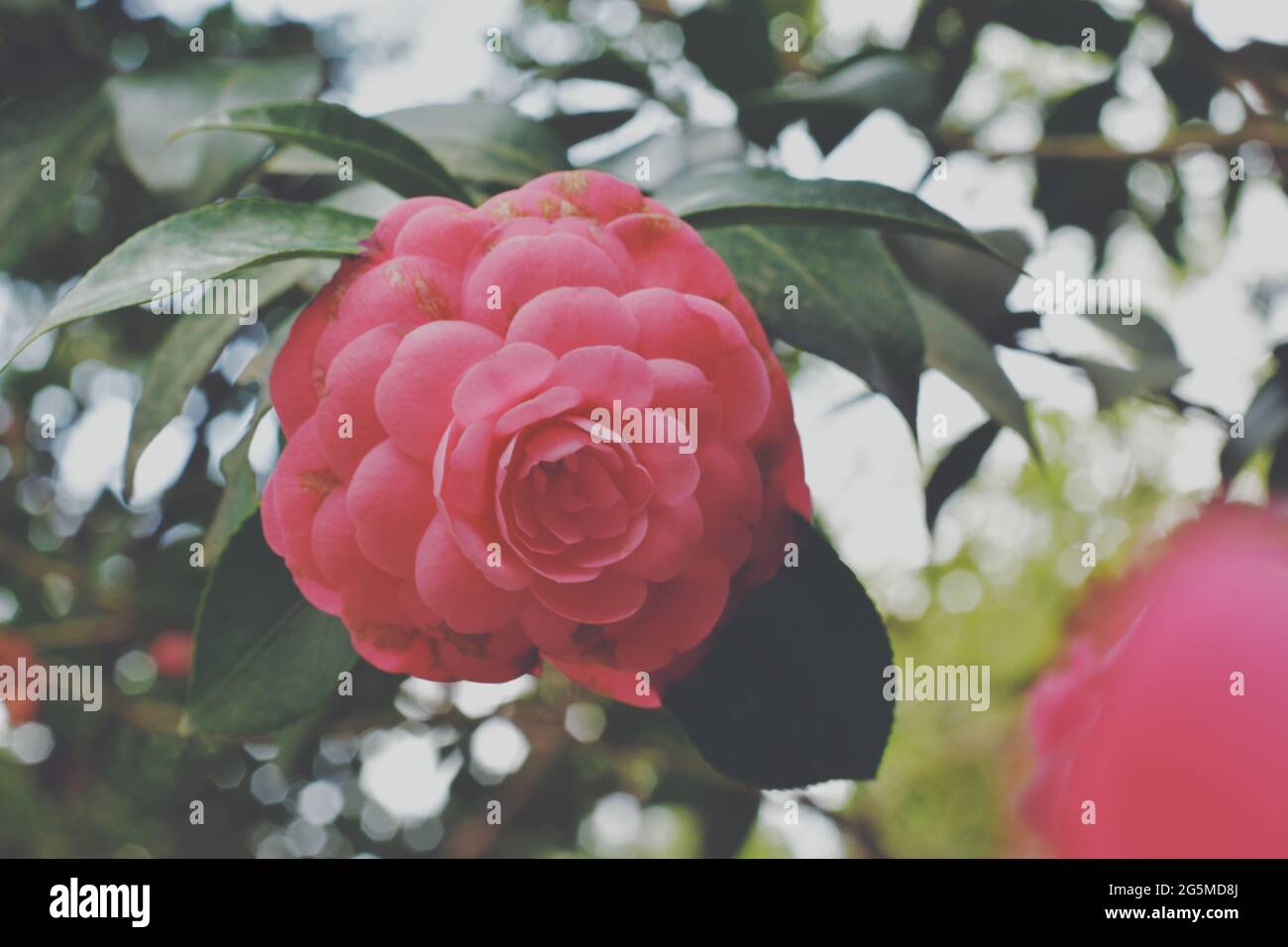 A single pink flower growing in a garden Stock Photo - Alamy