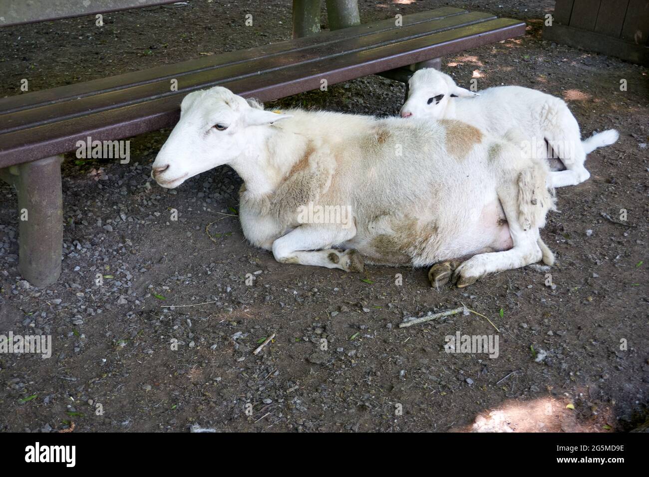 Goat resting on a ground hi-res stock photography and images - Alamy