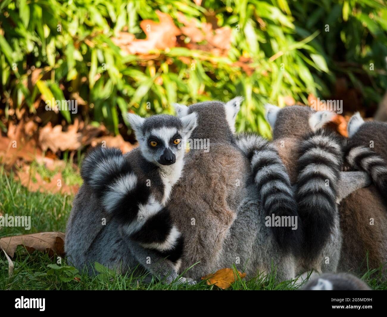Group of ring-tailed lemur monkeys Stock Photo - Alamy