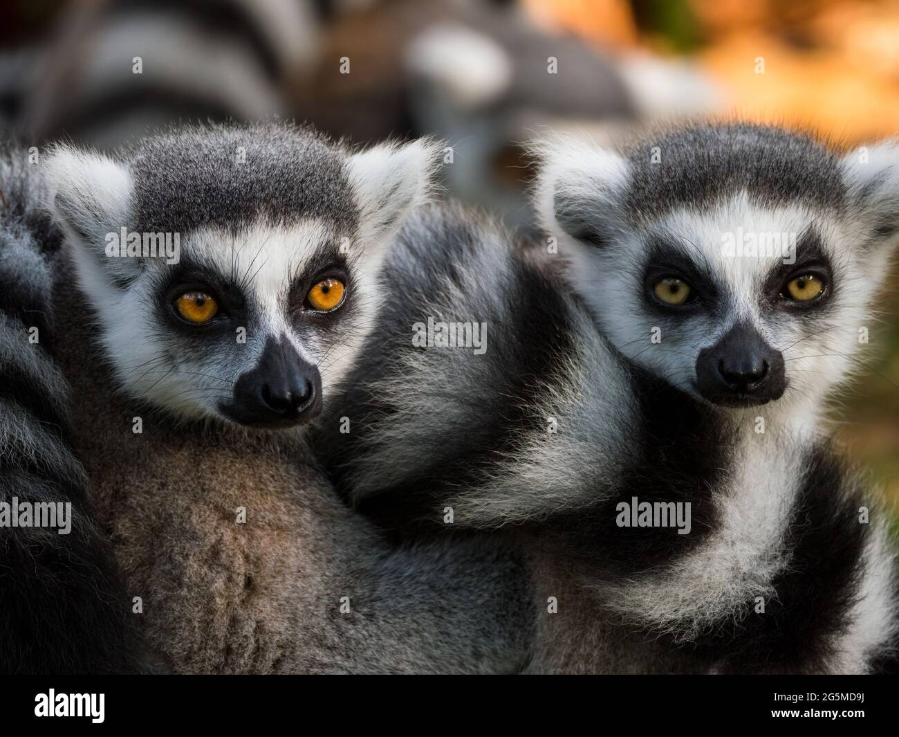 Group of ring-tailed lemur monkeys Stock Photo - Alamy