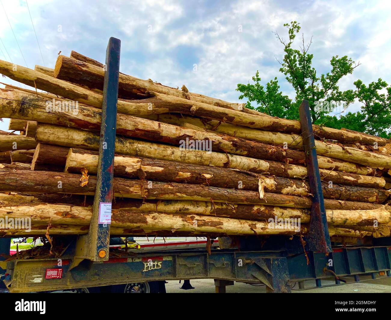 Logging truck with southern pine timber, North Carolina Stock Photo - Alamy