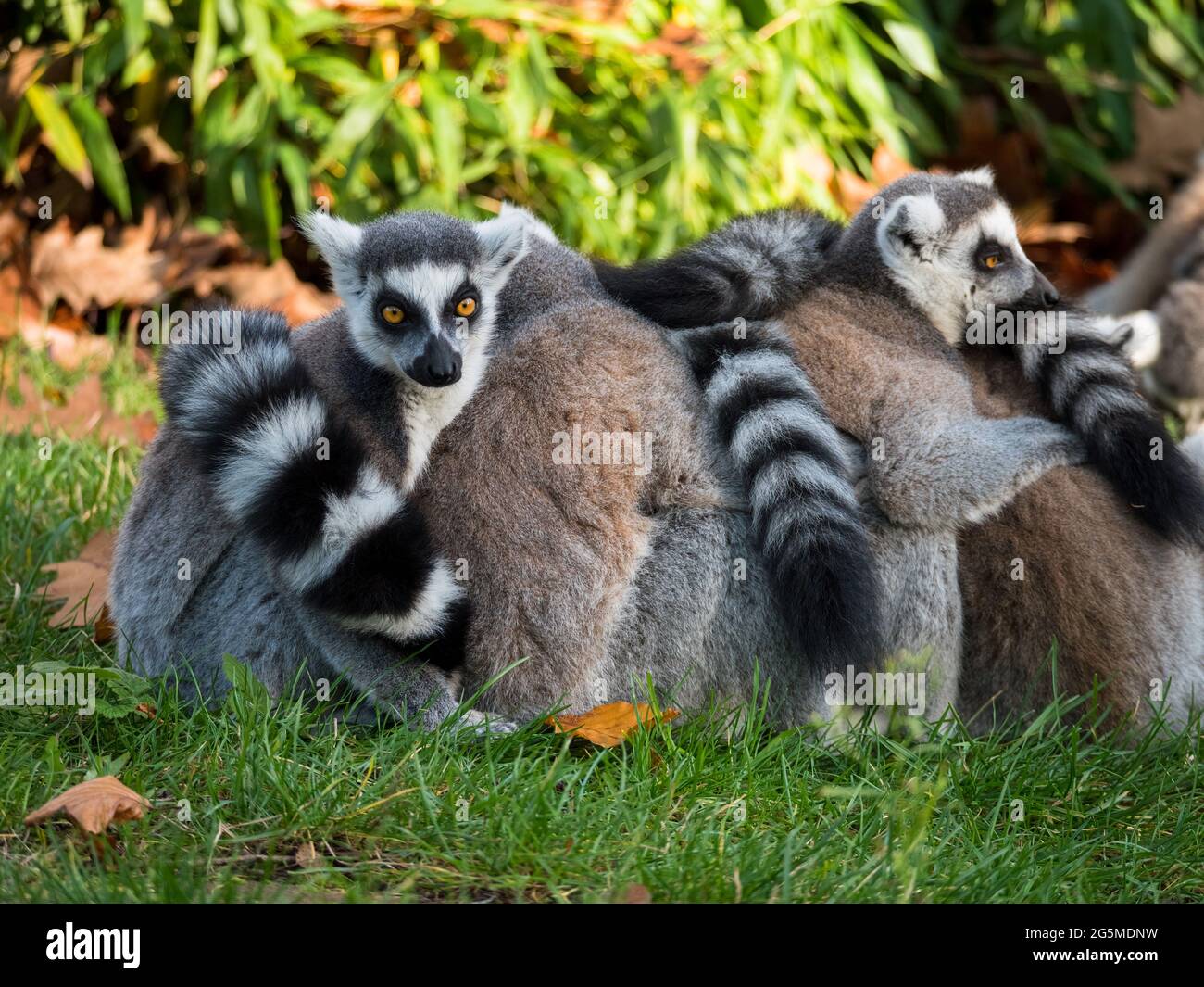 Group of ring-tailed lemur monkeys Stock Photo - Alamy