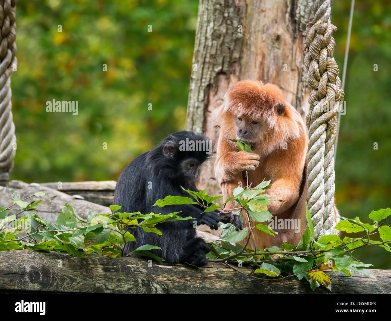 Colobinae subfamily hi-res stock photography and images - Alamy