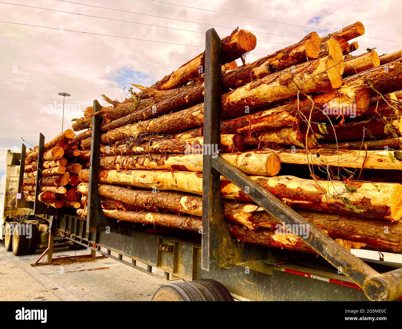 Southern pine hi-res stock photography and images - Alamy