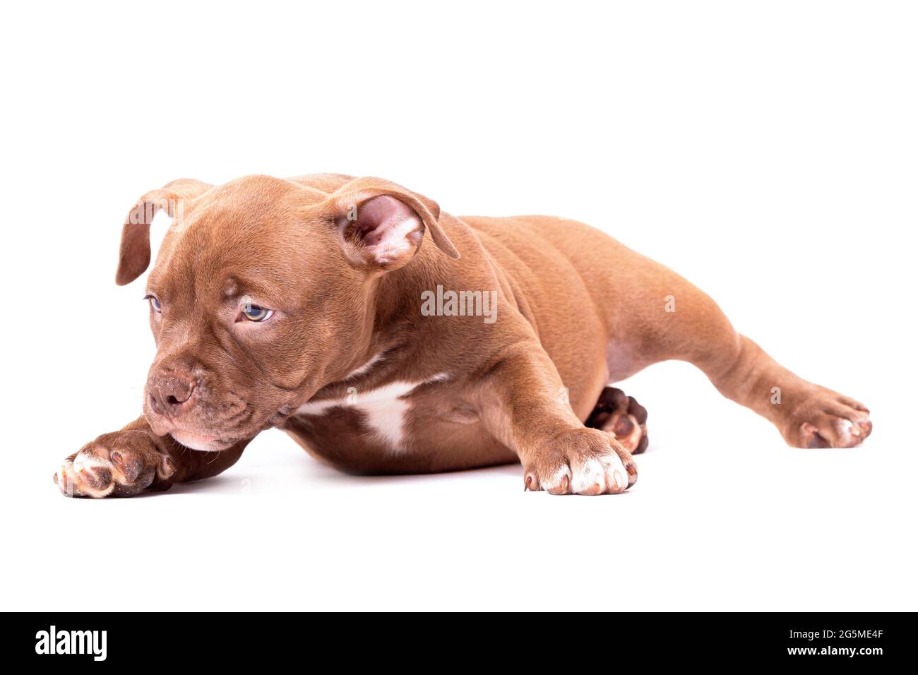 A brown American bully puppy is lying quietly. Close-up, isolated on a ...