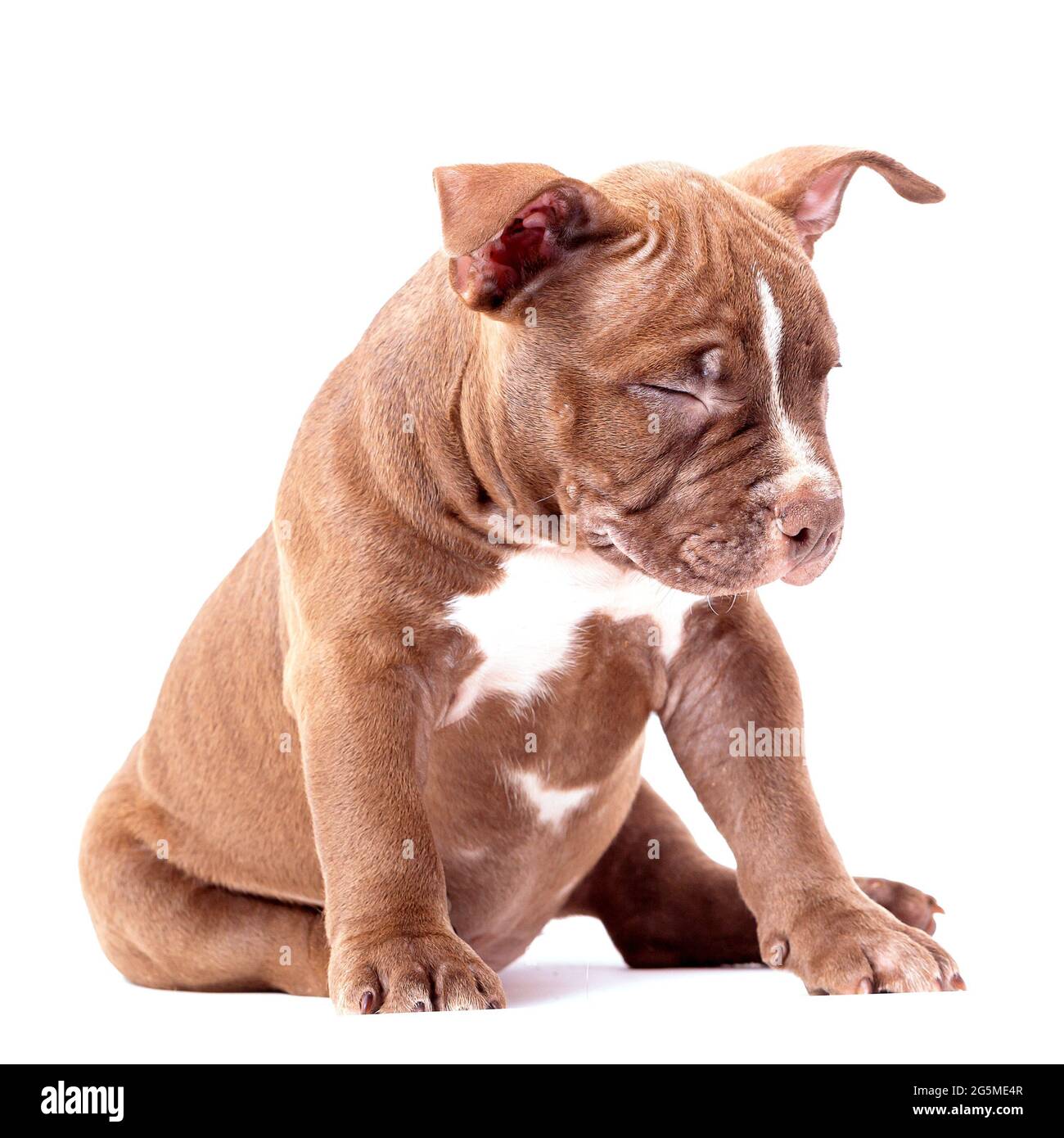 A brown American bully puppy sits quietly and looks away. Isolated on a ...