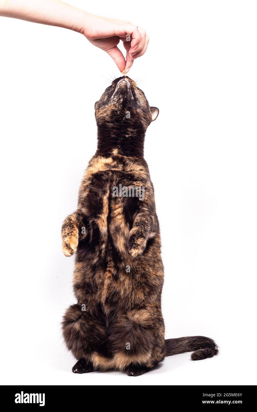 A mottled tortoiseshell cat sniffs the female hand of its owner. Close ...