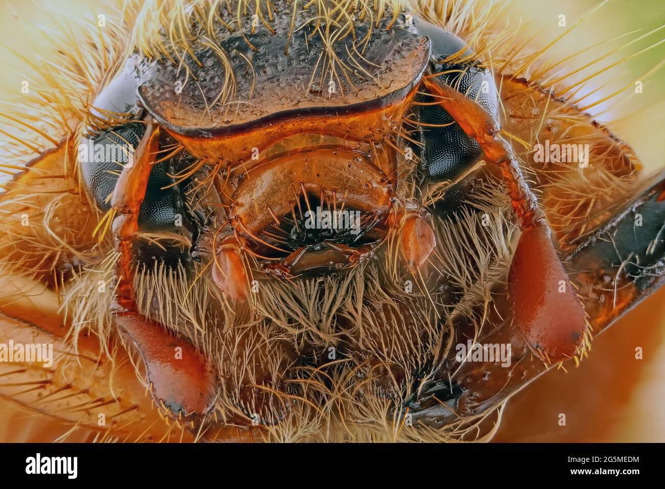 Ribbed curl beetle Stock Photo - Alamy