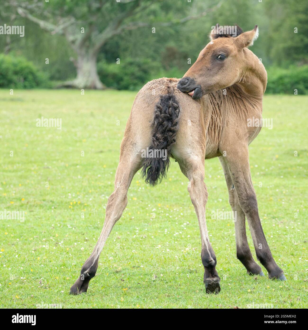 New forest foal scratching Stock Photo - Alamy