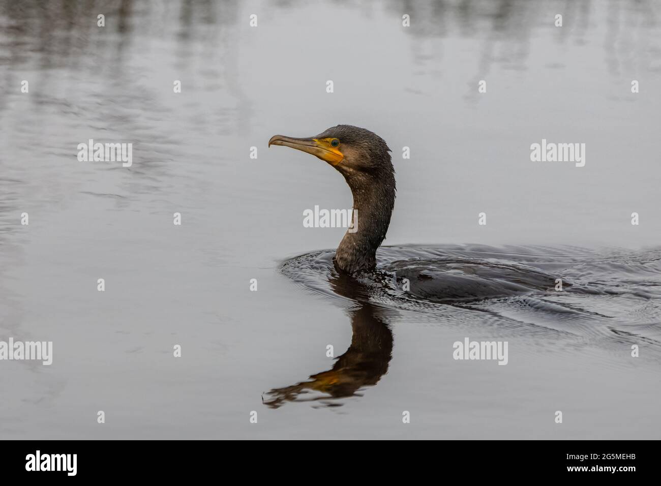 Cormoran diving hi-res stock photography and images - Alamy