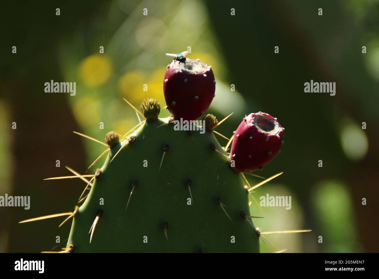 Cactus and Fly Stock Photo - Alamy