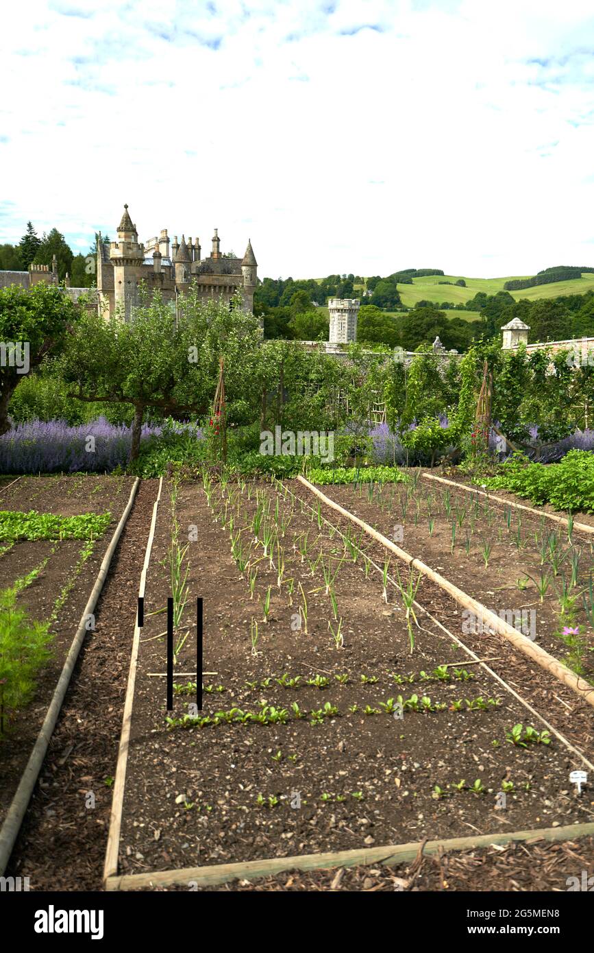 Scottish vegetable garden hi-res stock photography and images - Alamy