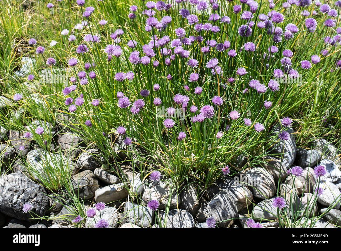a group of flowering chives in sunlight in a stone garden Stock Photo ...