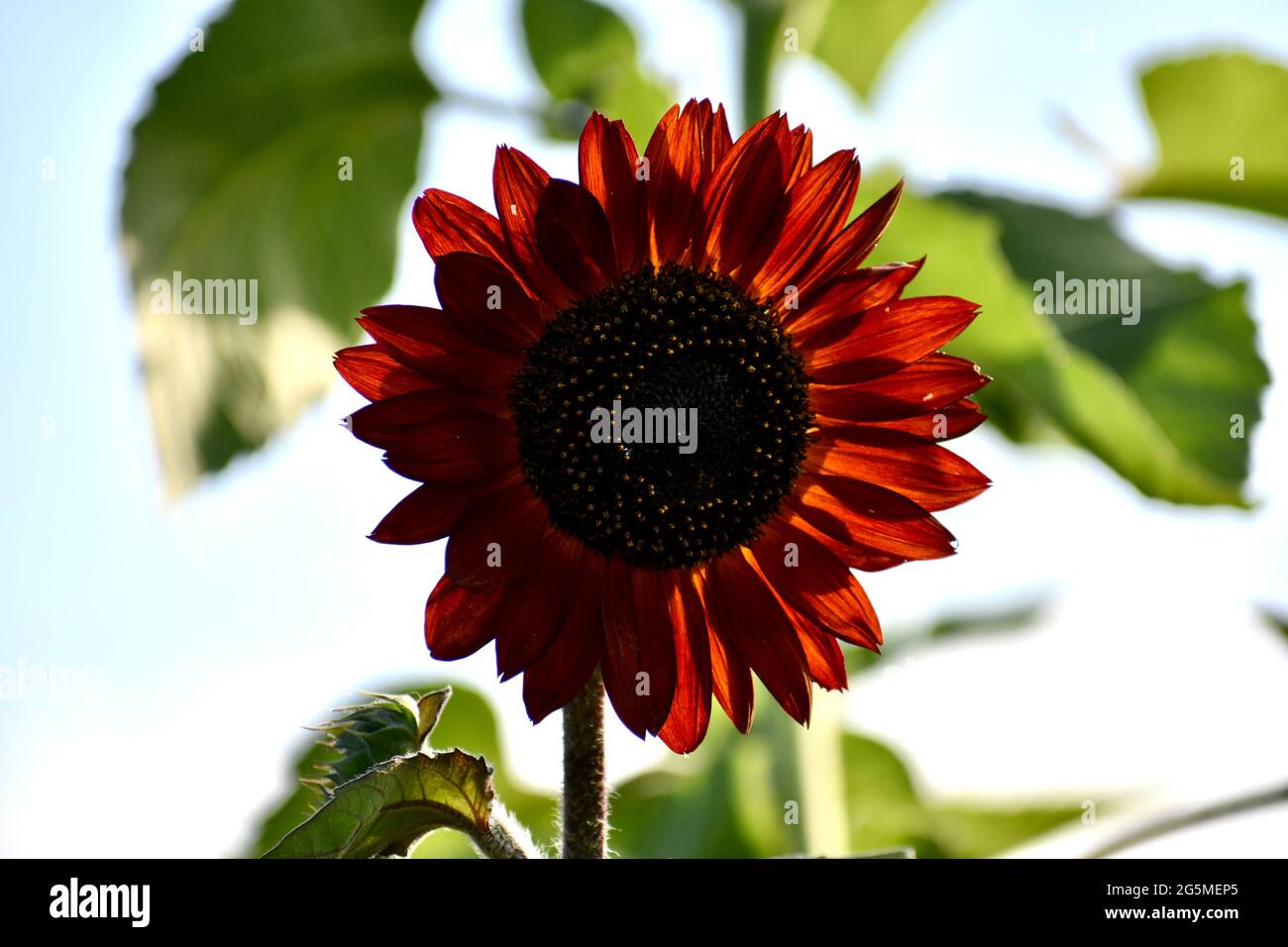 Red sun sunflower hi-res stock photography and images - Alamy