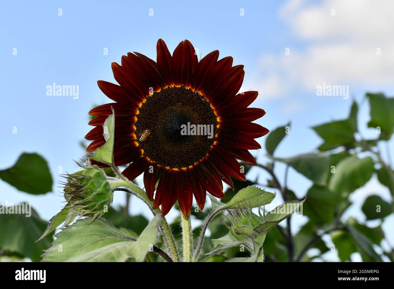 Red sunflower field hi-res stock photography and images - Alamy