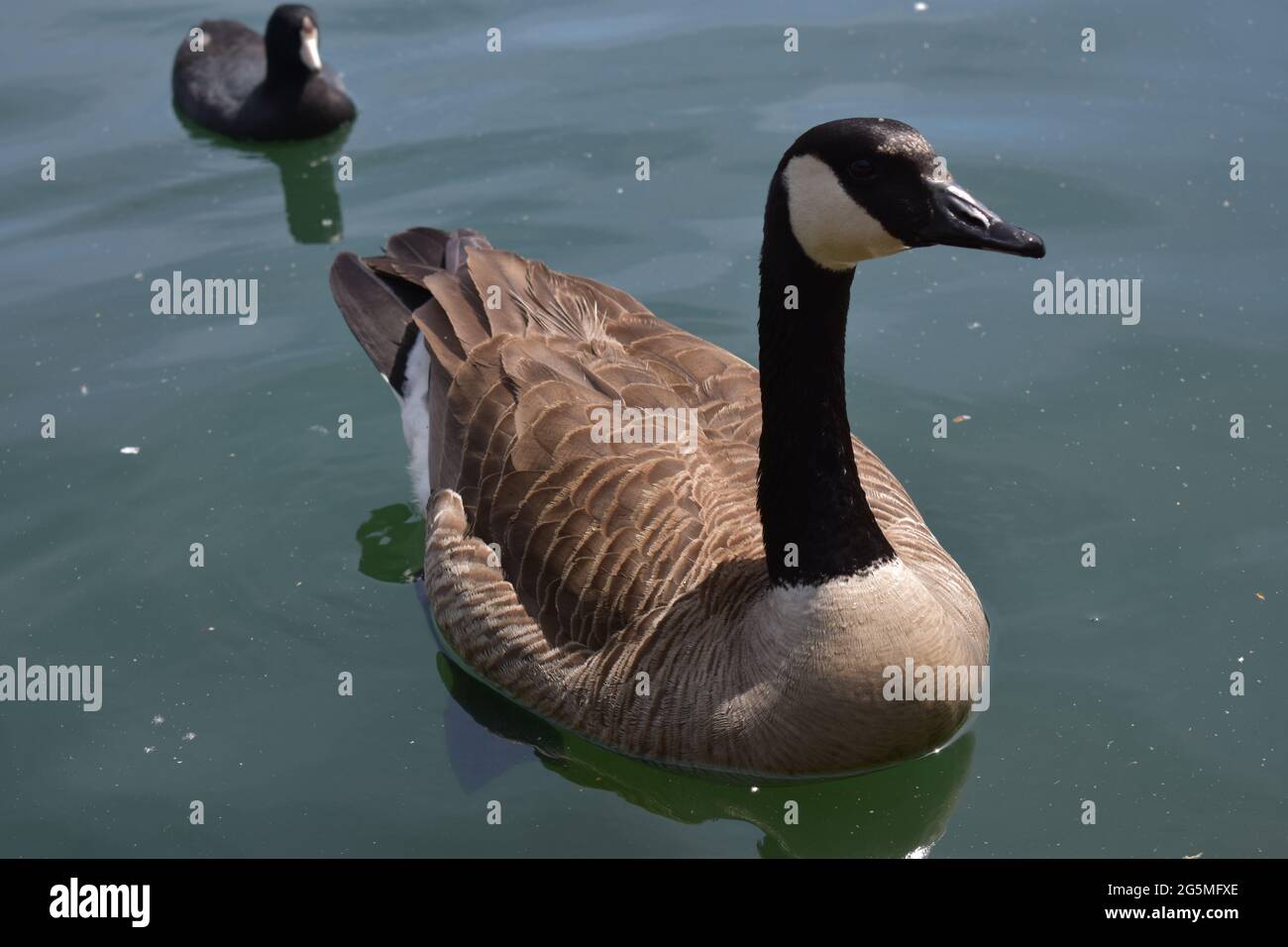 A large goose swimming in a pond with a duck behind it Stock Photo - Alamy